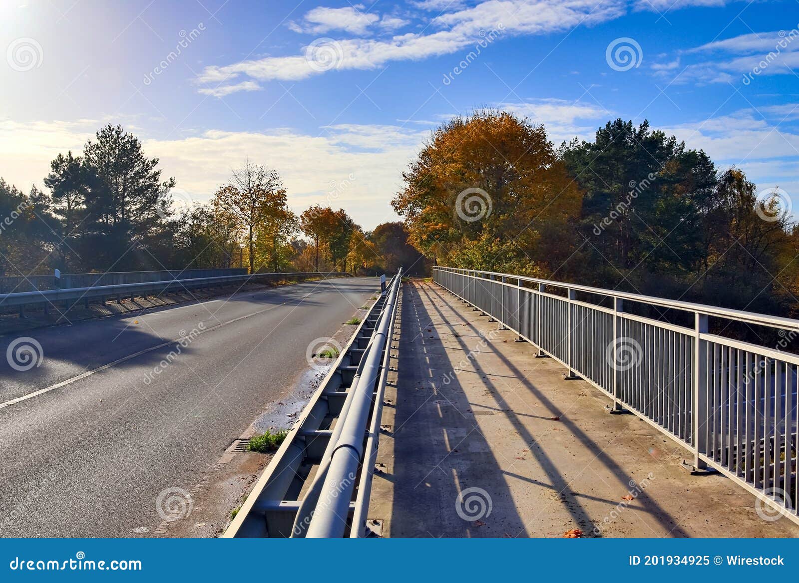 Road Going through the Trees in the Forest Stock Image - Image of ...
