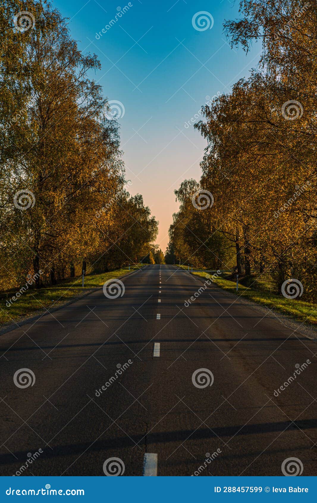 Road, Golden Trees Along the Side of the Road. Evening Stock Image ...
