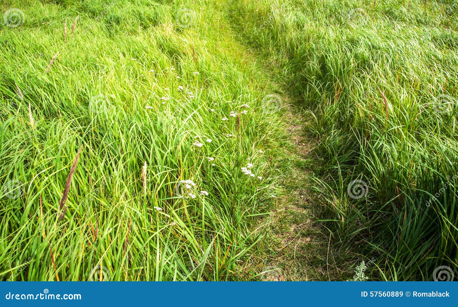 Road in the grass stock image. Image of color, green - 57560889