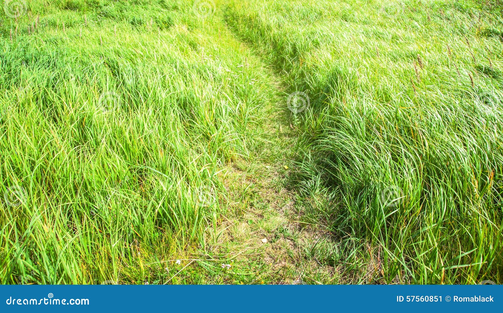 Road in the grass stock image. Image of outdoors, freedom - 57560851