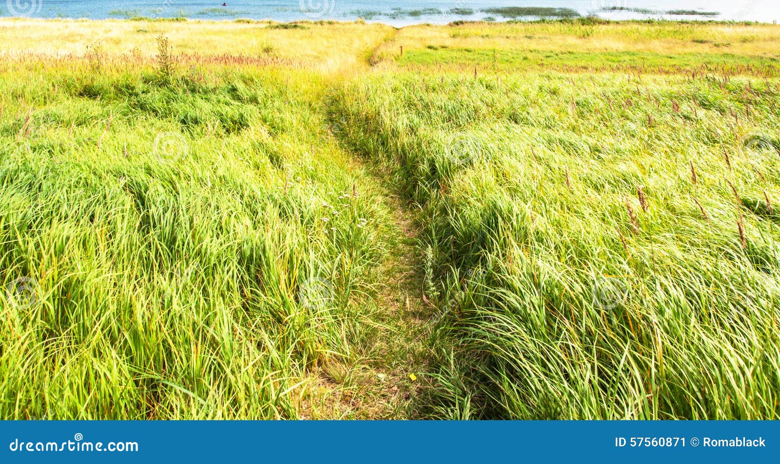 Road in the grass stock image. Image of lake, landscape - 57560871