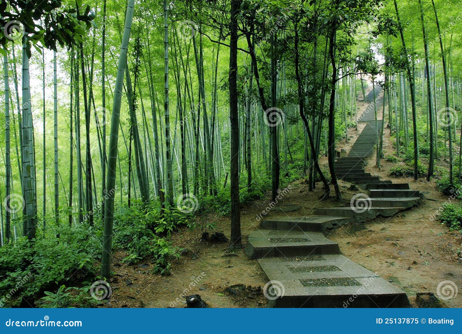 Road in Green Bamboo Forest Stock Image - Image of nature, plant: 25137875