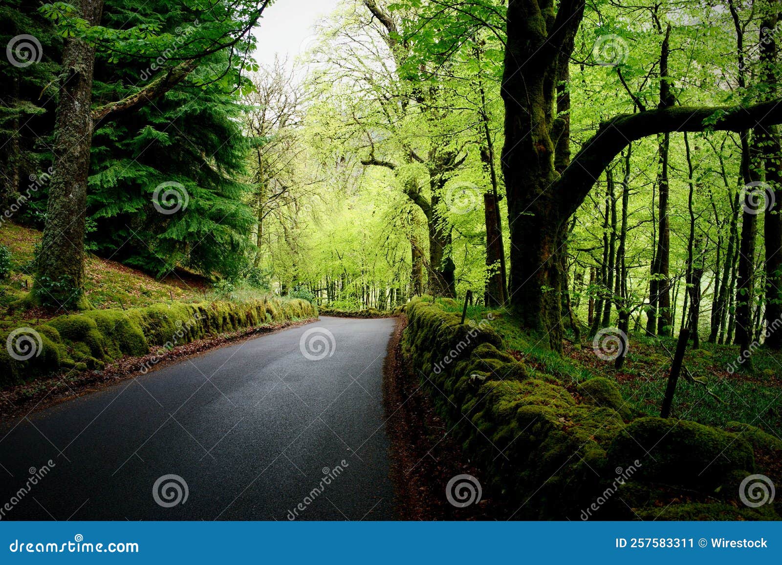 Road in the green forest stock image. Image of park - 257583311
