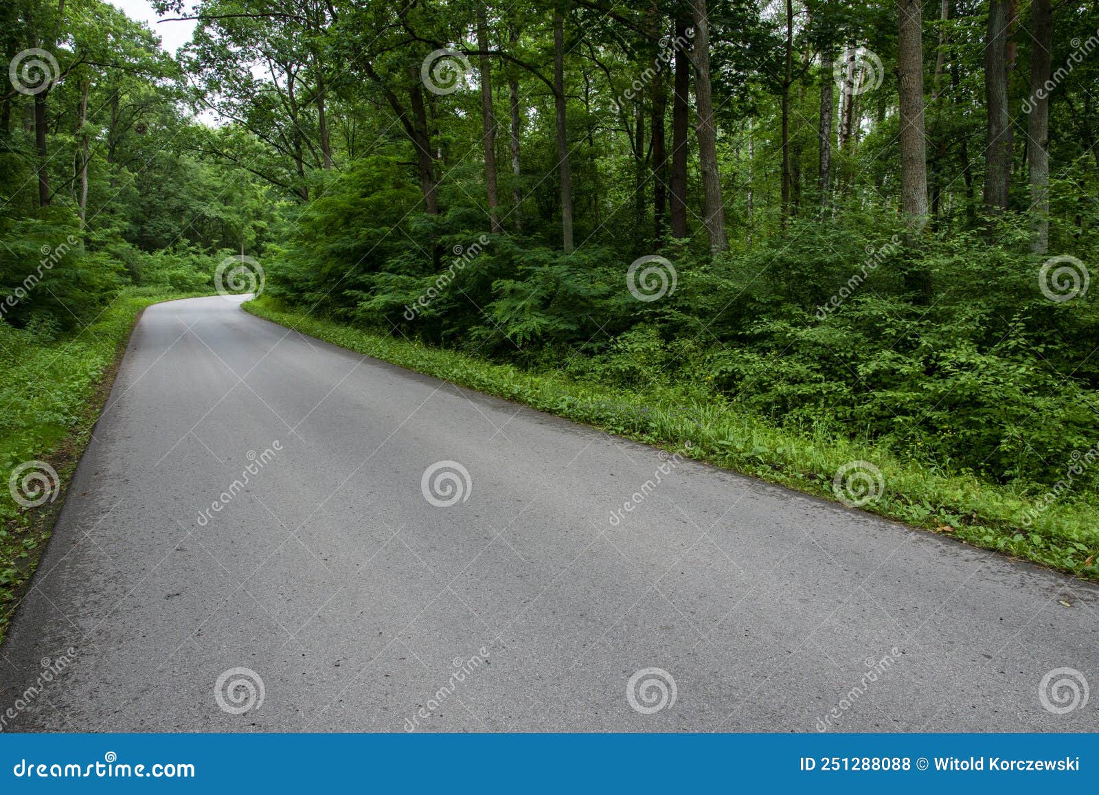 Road in a Green Forest on a Hot Summer Day. Summer Stock Photo - Image ...