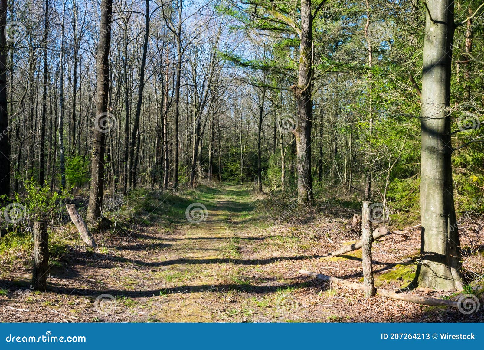 Road in the Green Forest in Spring in Eastern Friesland Stock Image ...