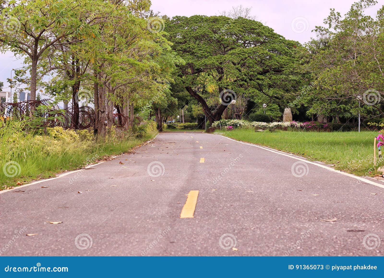 Road in green garden stock image. Image of plant, travel - 91365073