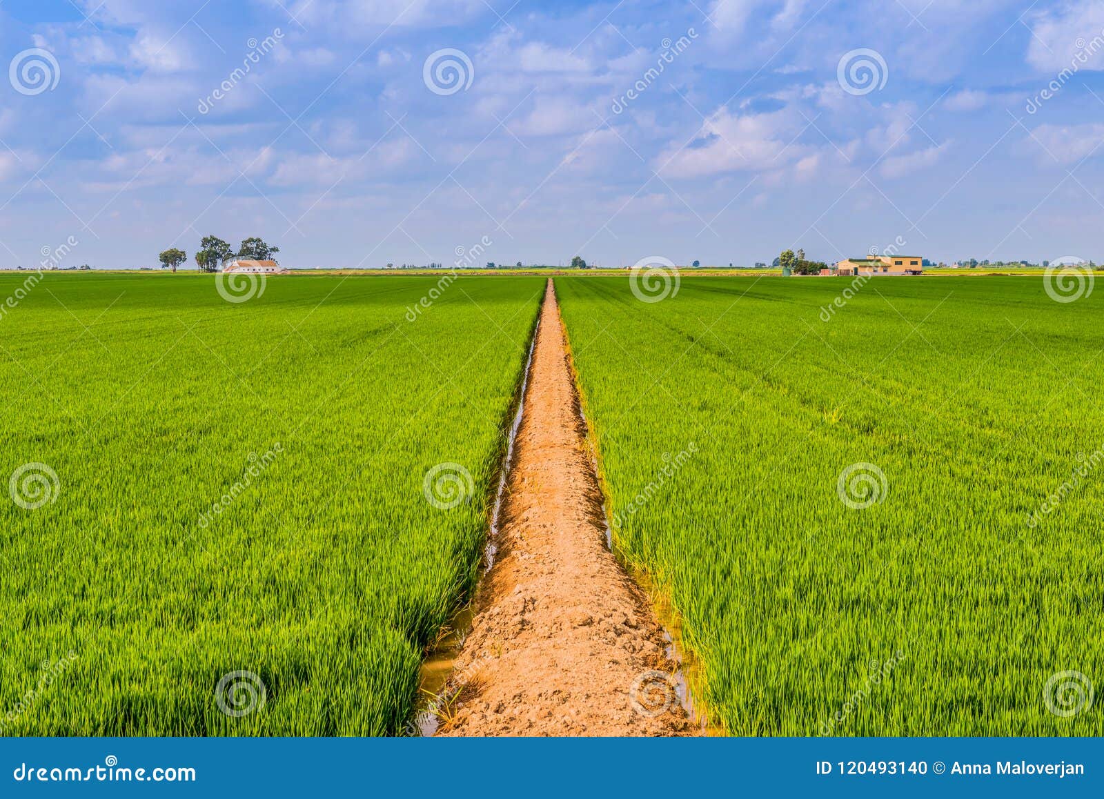 Road in a field stock photo. Image of grass, road, countryside - 120493140