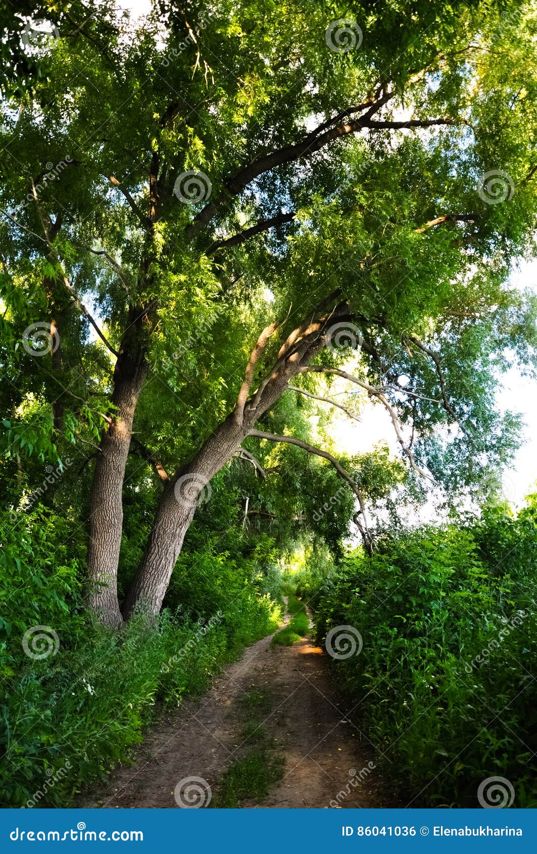The Road in Green Summer Forest. Big Tree Hangs Over the Road Stock ...