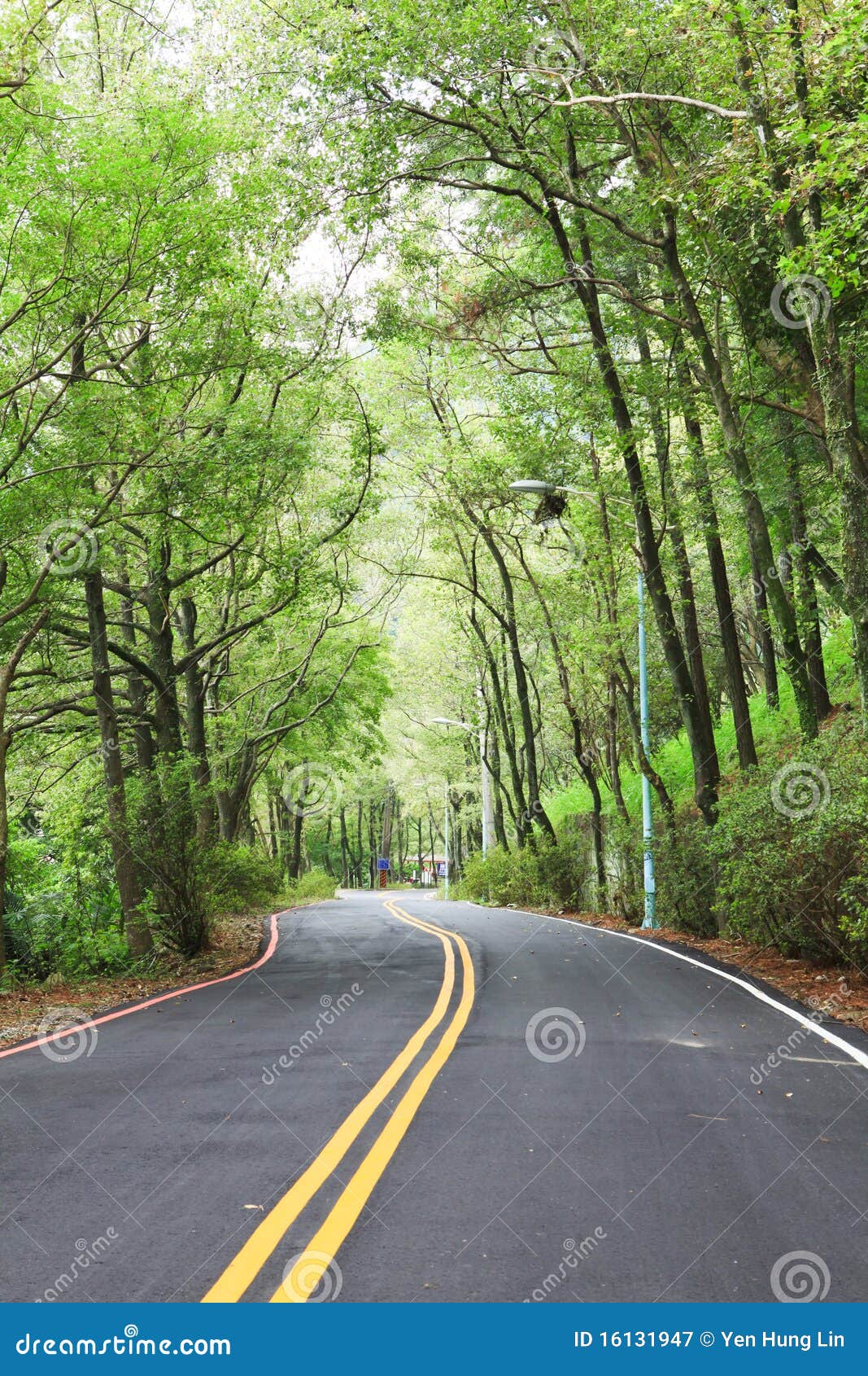 Road with green trees stock image. Image of forest, outdoor - 16131947