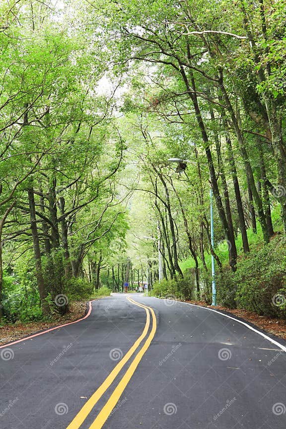 Road with green trees stock image. Image of forest, outdoor - 16131947