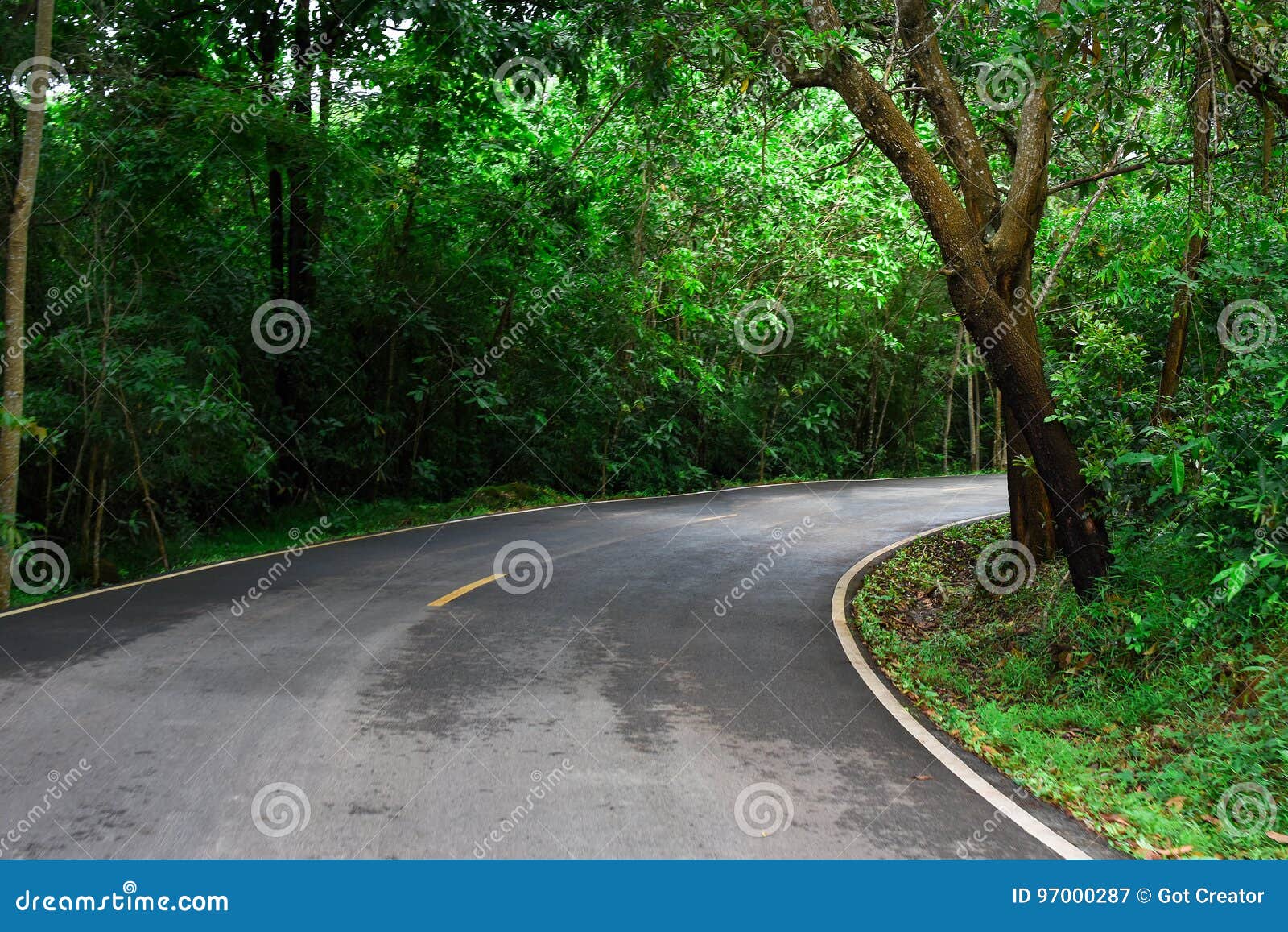 Road with Green Trees Around Stock Image - Image of tree, green: 97000287