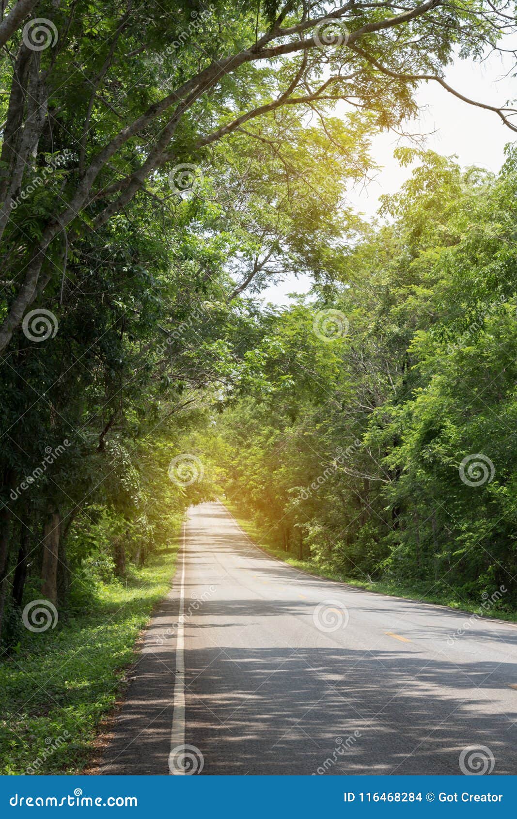 Road with Green Trees Around and Leaning Trees Over the Road. Stock ...