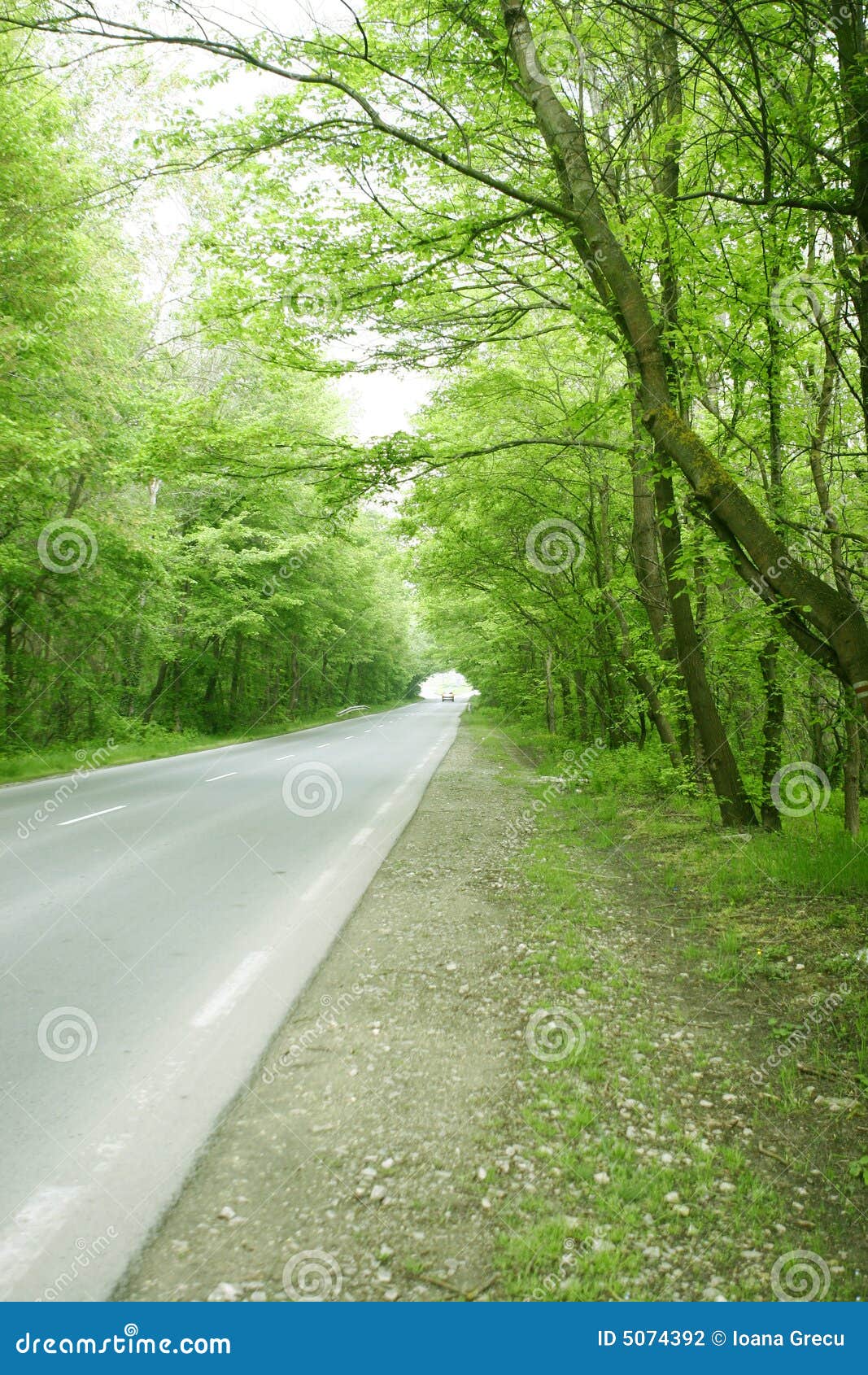 Road in a Green Trees Forest Stock Photo - Image of bark, young: 5074392