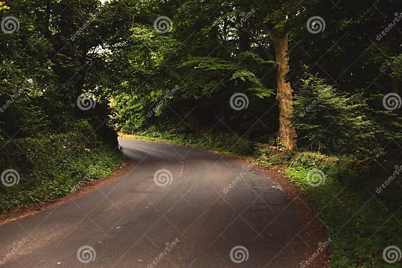 Road among green trees stock photo. Image of tree, direction - 252003592