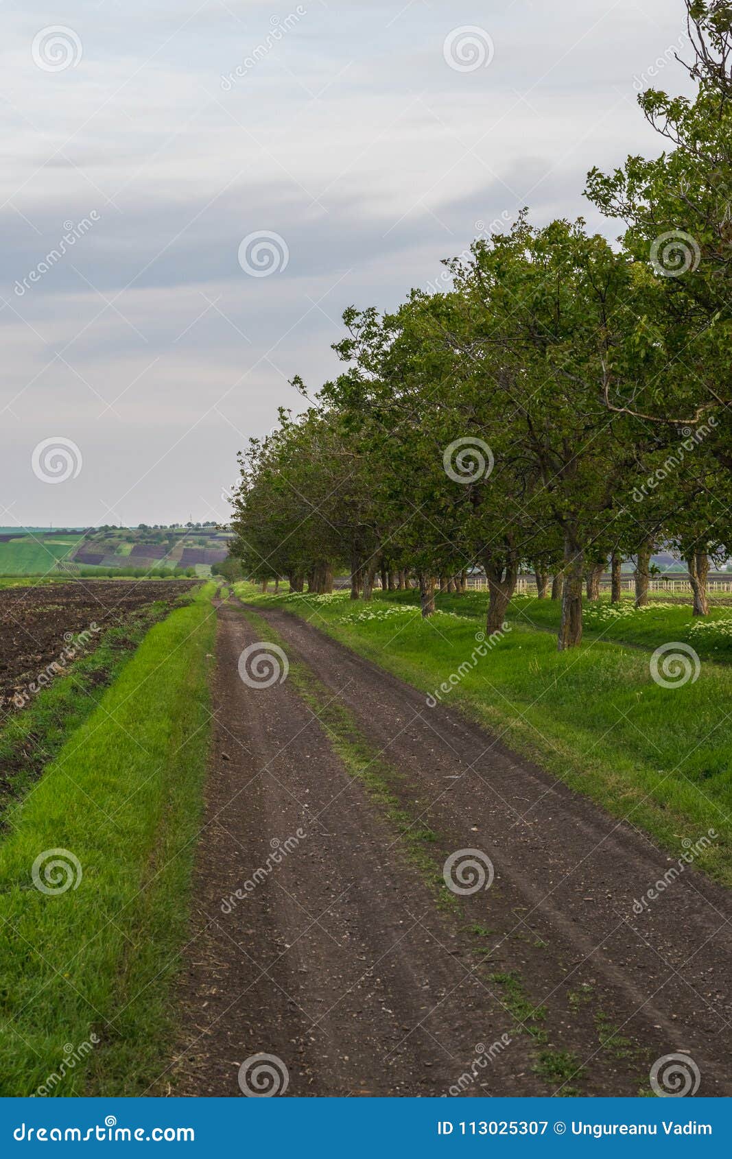 A Road in between Greenery, with Green Trees during Spring Stock Image ...