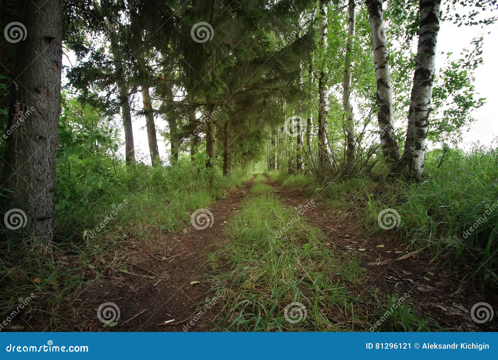 Road ground forest tree stock image. Image of landscape - 81296121