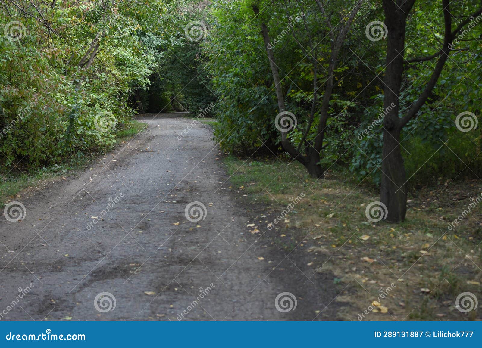 Road in the Grove Going into the Distance Stock Image - Image of ...