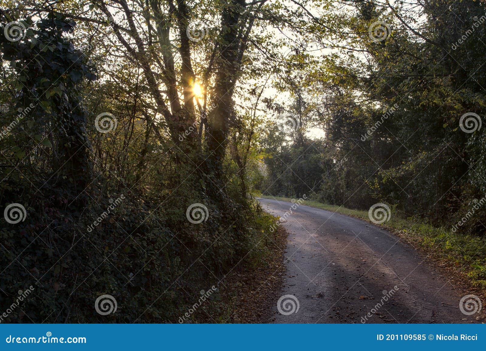 Road in a Grove at Sunset in Autumn Stock Image - Image of colours ...