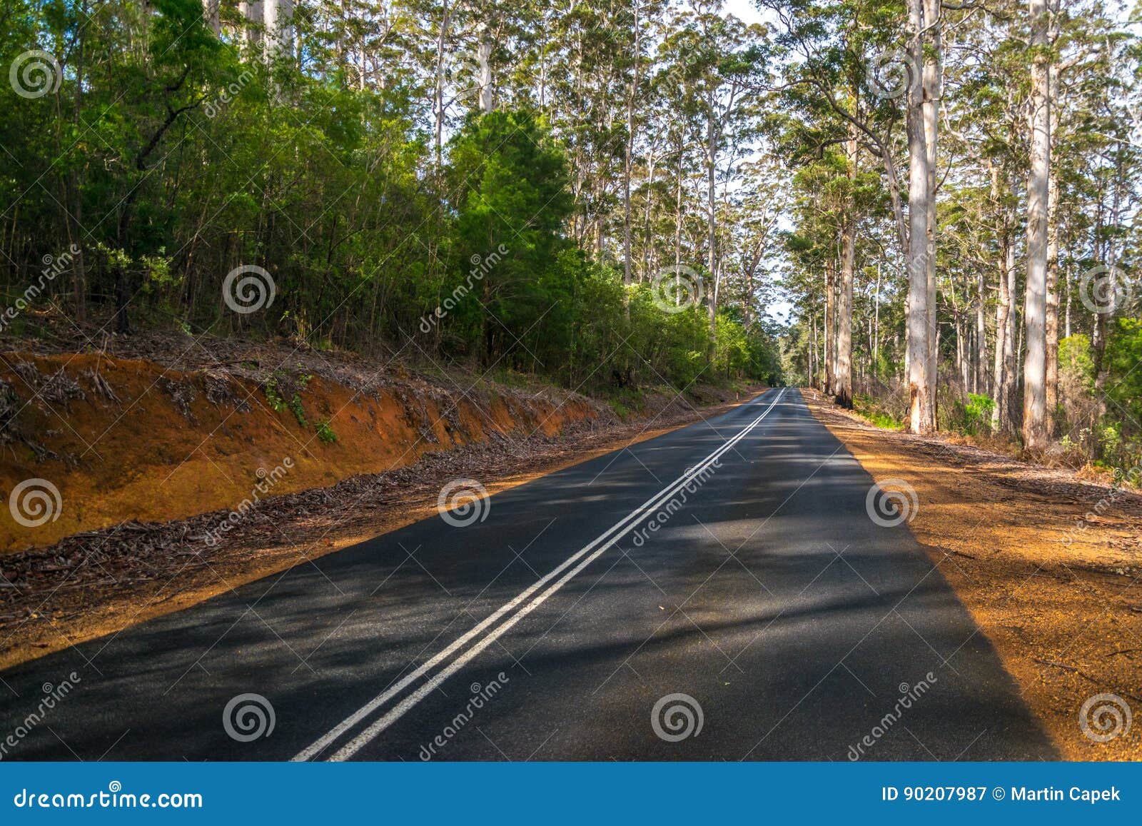 Road through the Gum Tree Forest Stock Image - Image of road, green ...