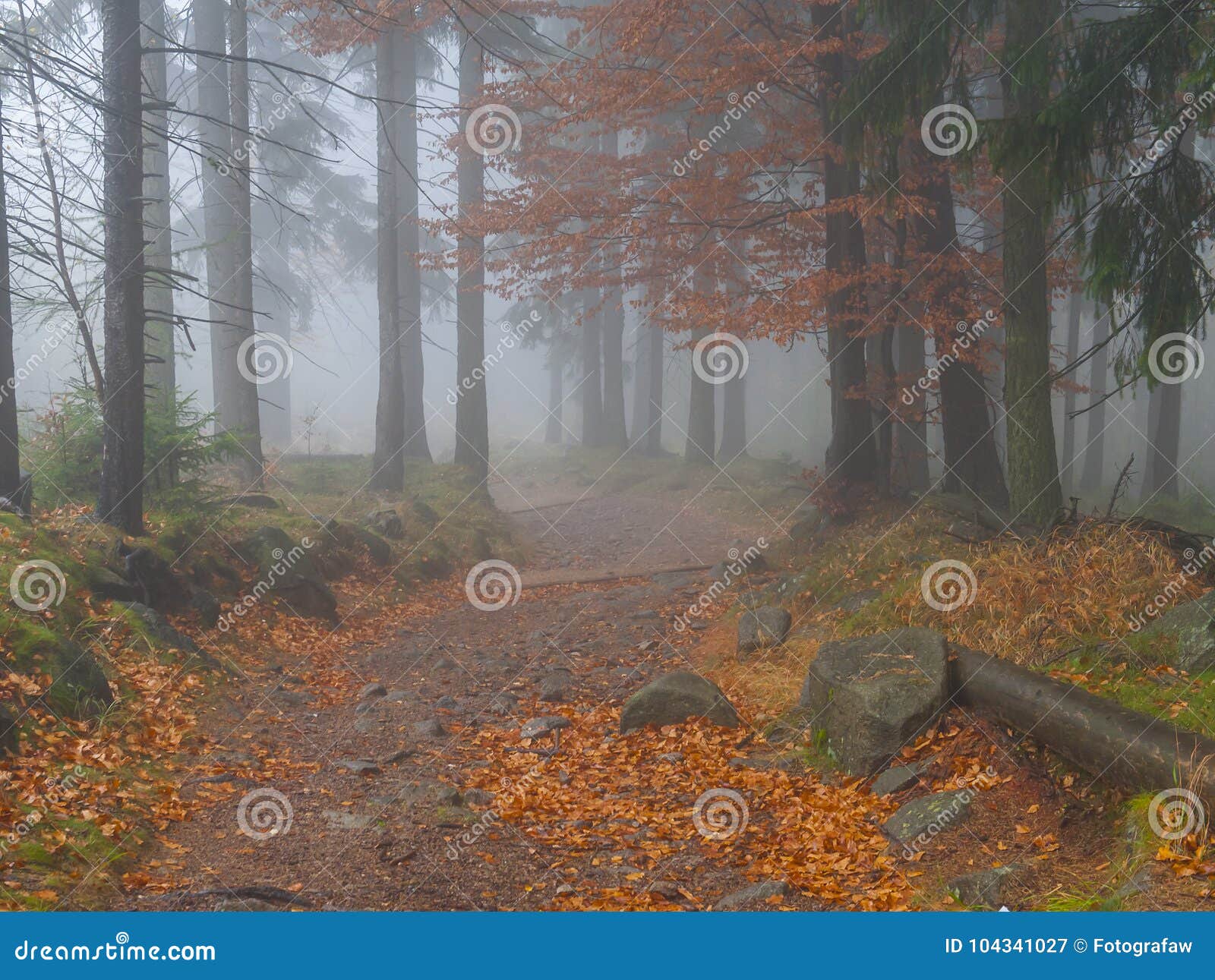 Hazy forest stock image. Image of growth, trees, leaves - 104341027