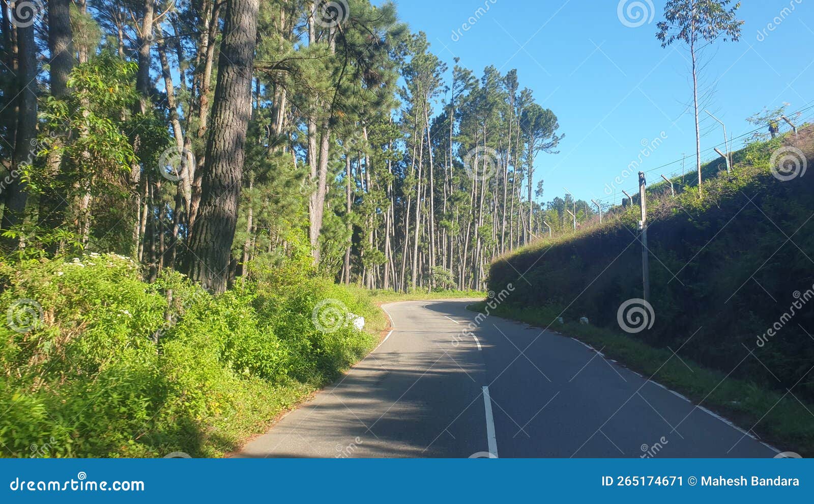 Botany Bay Plantation Spooky Dirt Road Creepy Marsh Oak Trees Tunnel ...