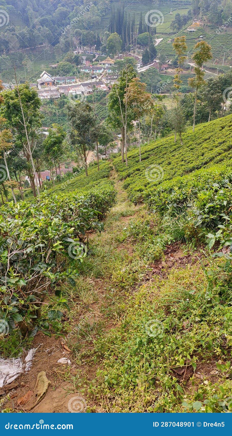 The Road in the Hilly Area of ??green Tea Plantations Stock Image ...