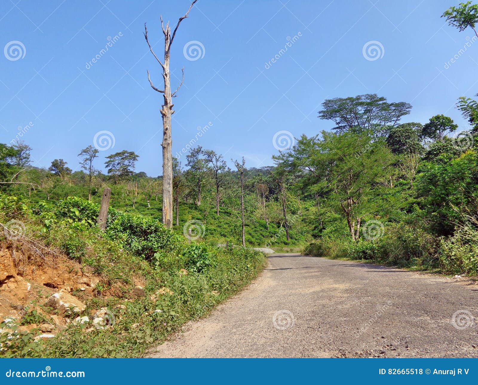 Road inside the forest stock photo. Image of clean, landscape - 82665518