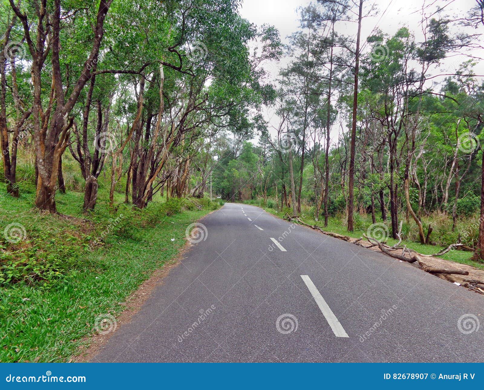 Road inside the forest stock image. Image of ponmudi - 82678907