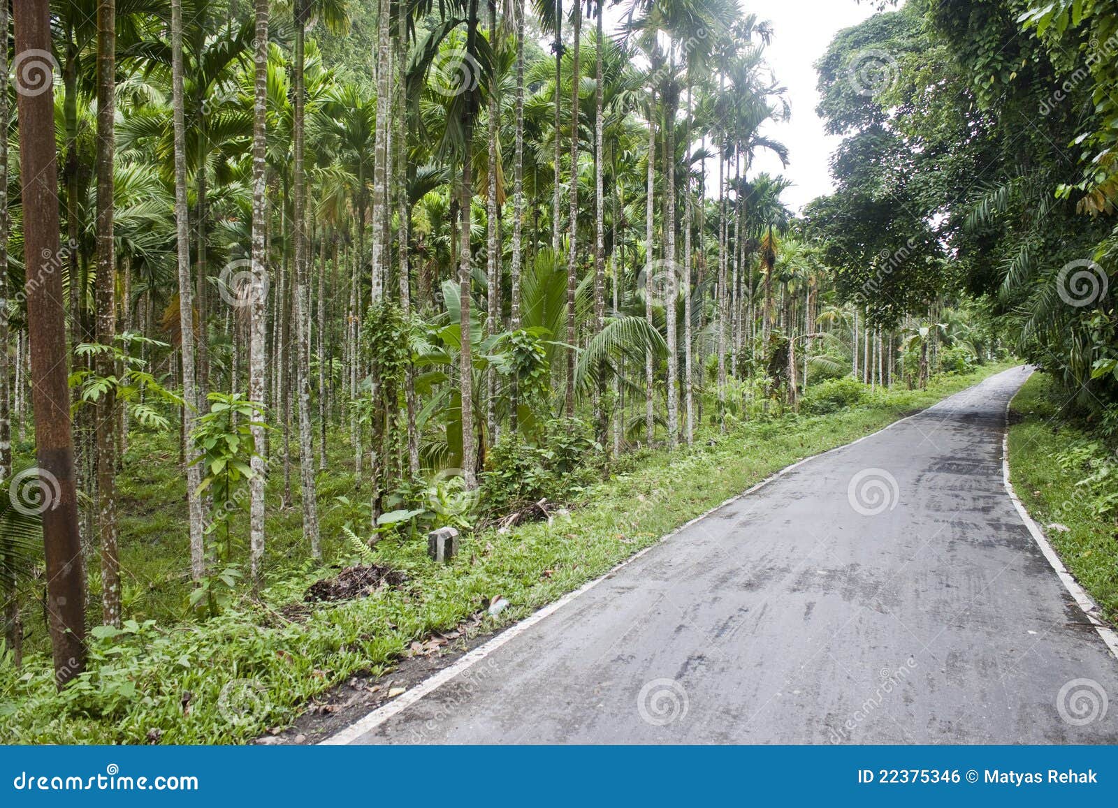 Road through a jungle stock photo. Image of weather, landscape - 22375346