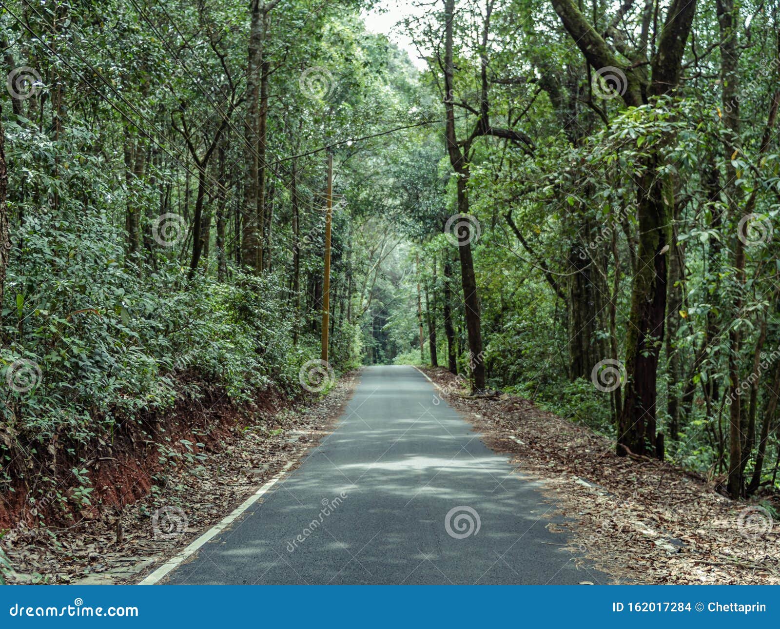Road through the jungle stock photo. Image of background - 162017284
