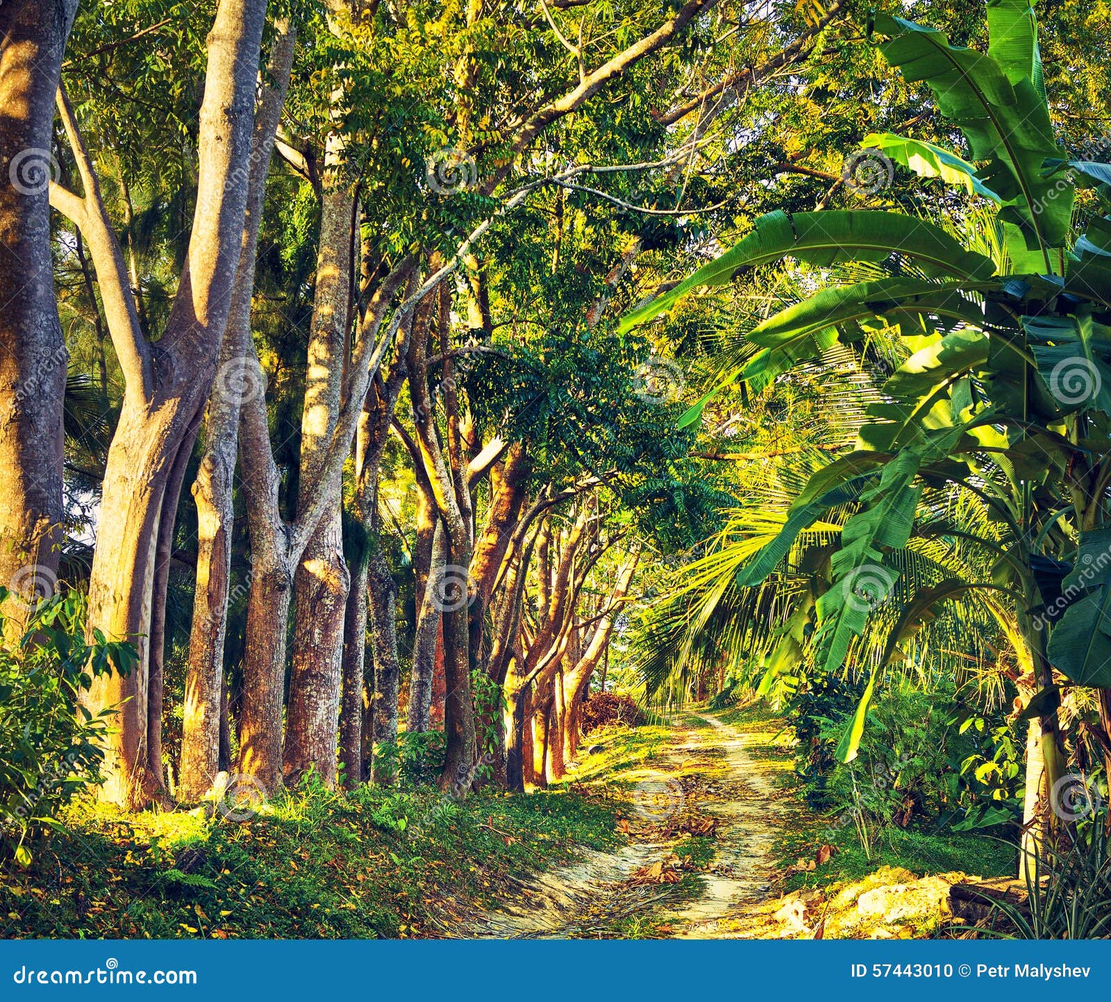 Road in Jungle stock photo. Image of nature, passage - 57443010