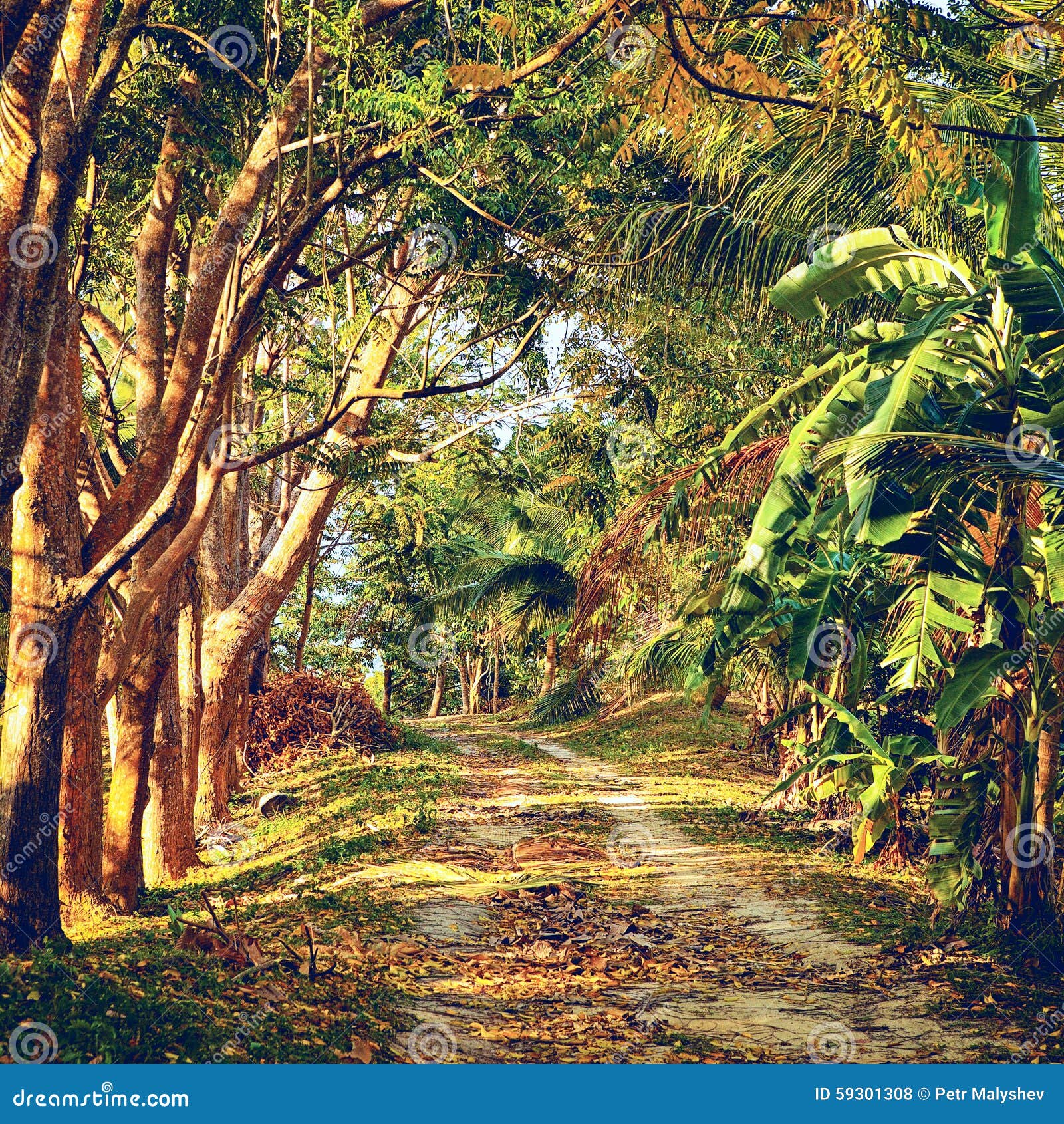 Road in Jungle stock photo. Image of coconut, sunlight - 59301308