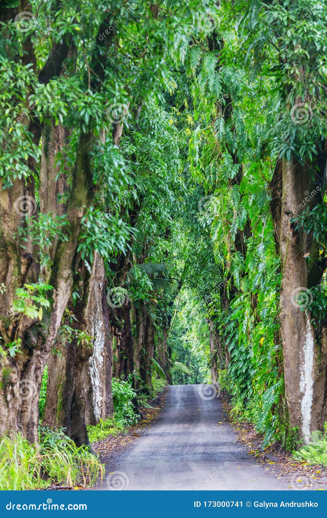 Road in jungle stock image. Image of safari, landscape - 173000741