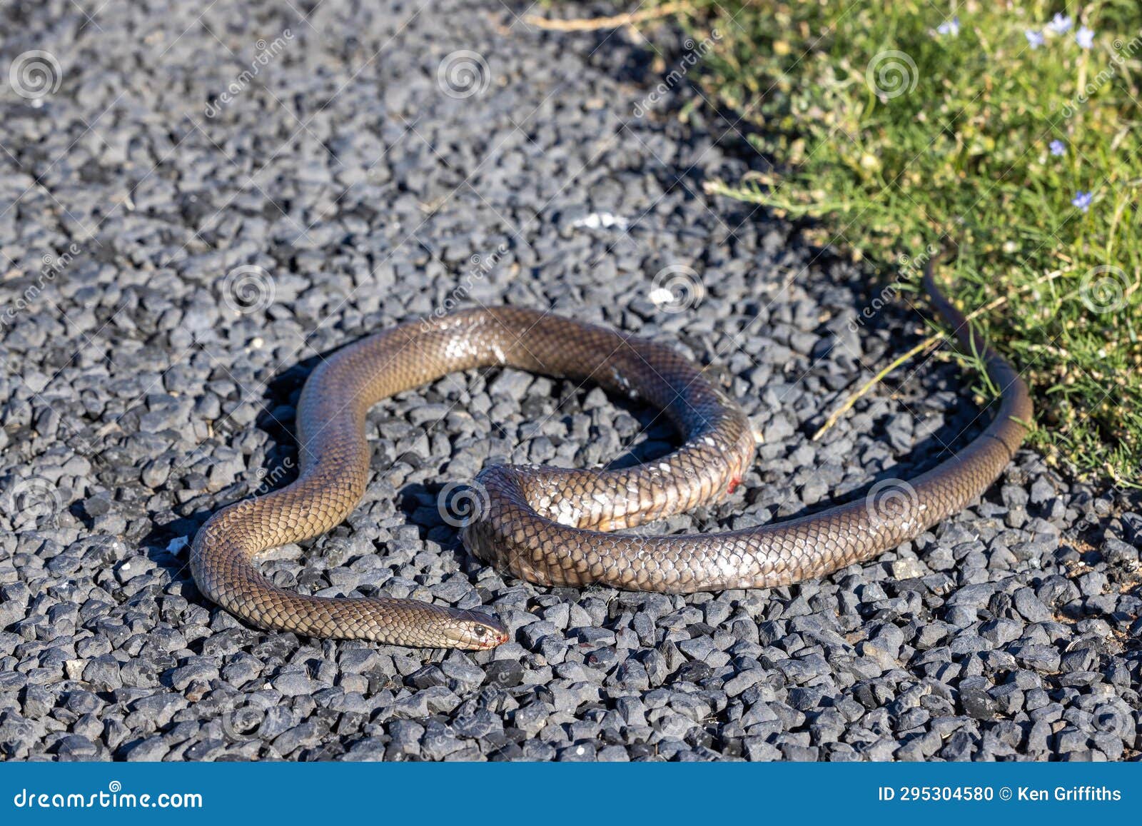 Road Kill Eastern Brown Snake Stock Photo - Image of australia, brown ...