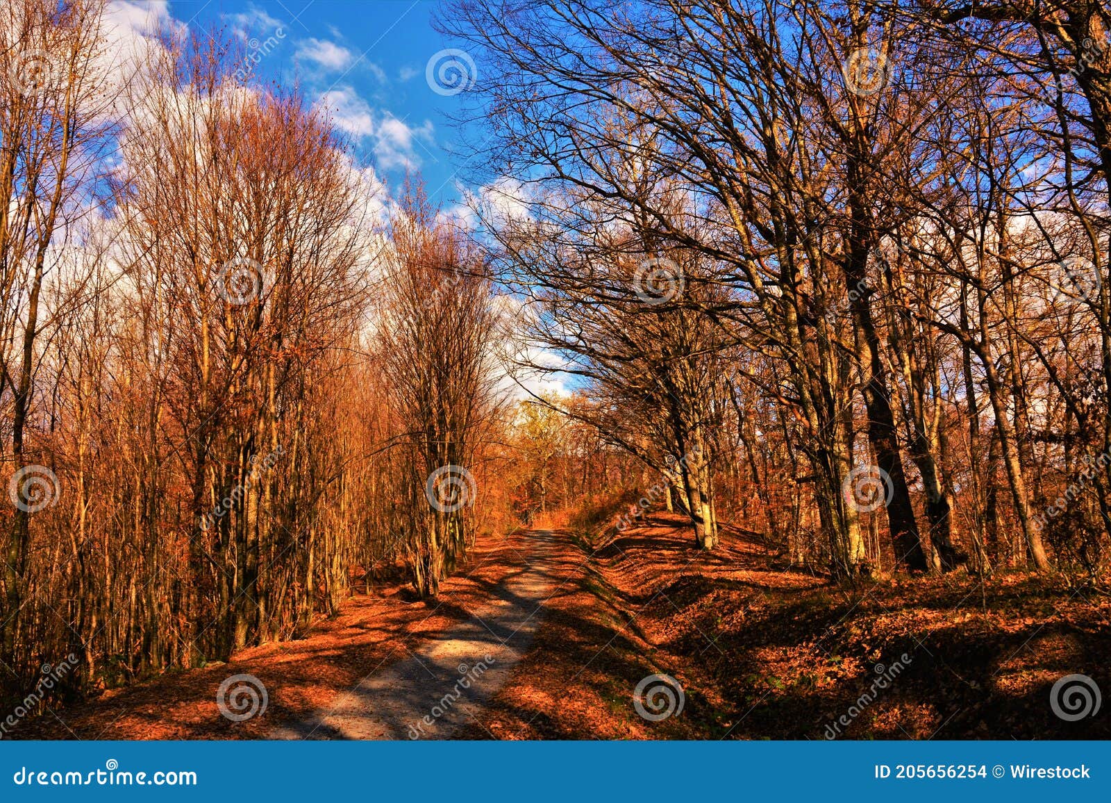 Road in the Late Fall Forest Stock Photo - Image of street, morning ...