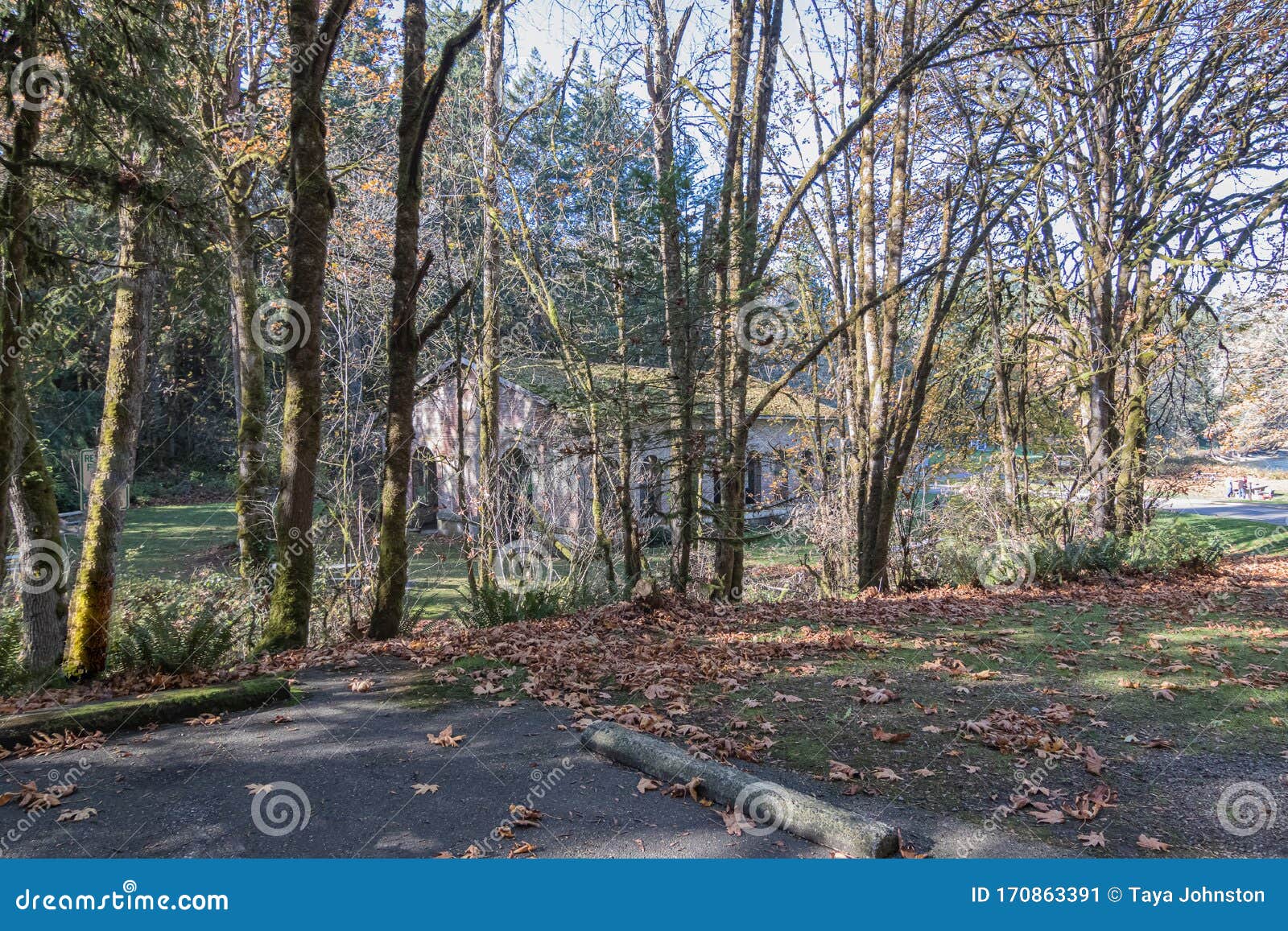 Road through the Late Fall Forest Park Stock Image - Image of october ...
