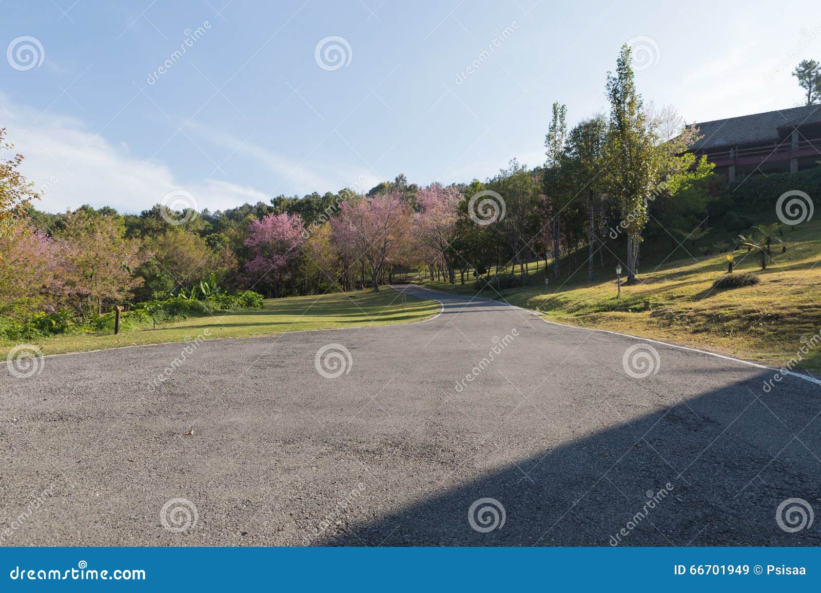 Road and Lawn Yard in the Park Stock Image - Image of tree, sunny: 66701949
