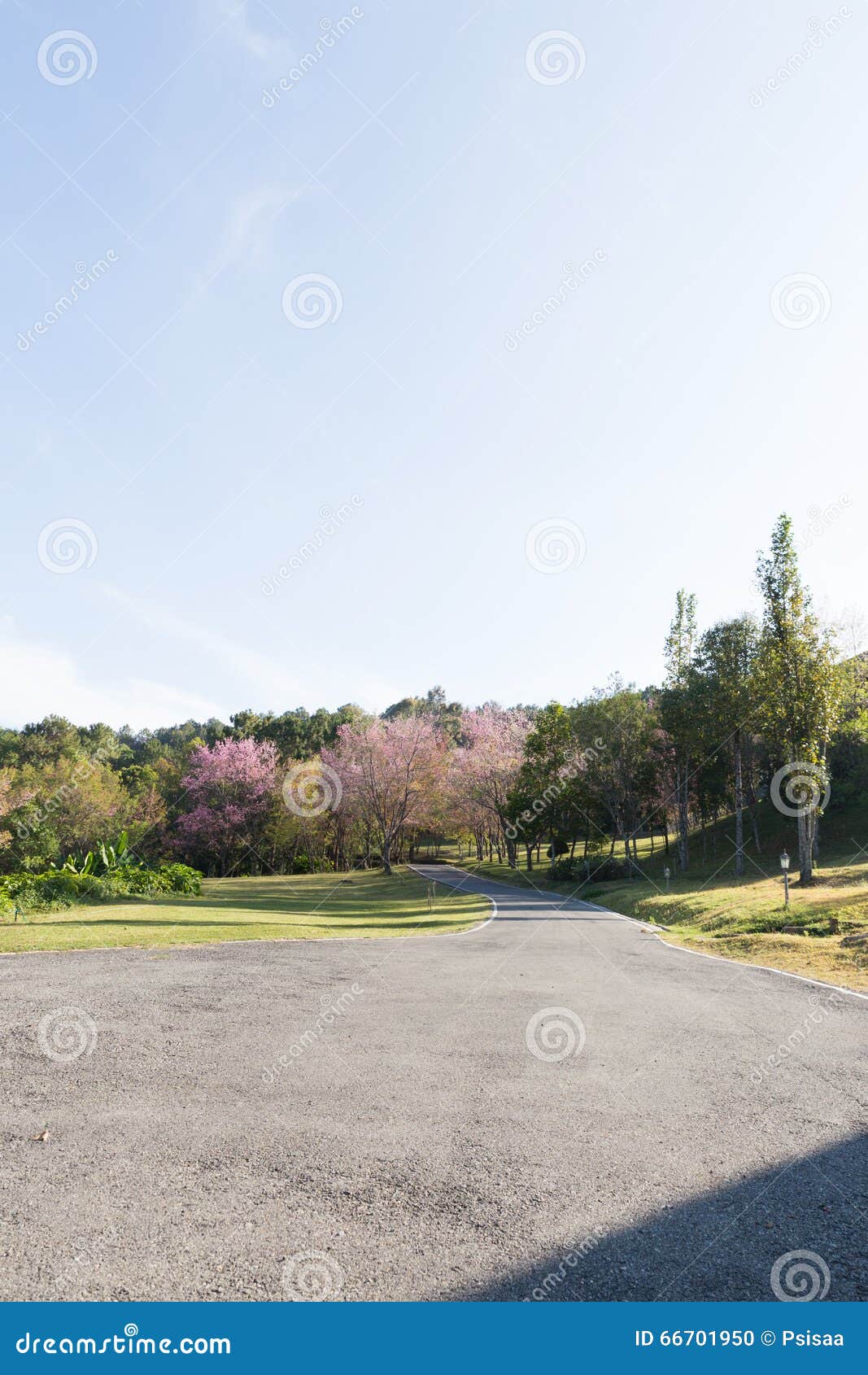 Road and Lawn Yard in the Park Stock Photo - Image of nature, yard ...