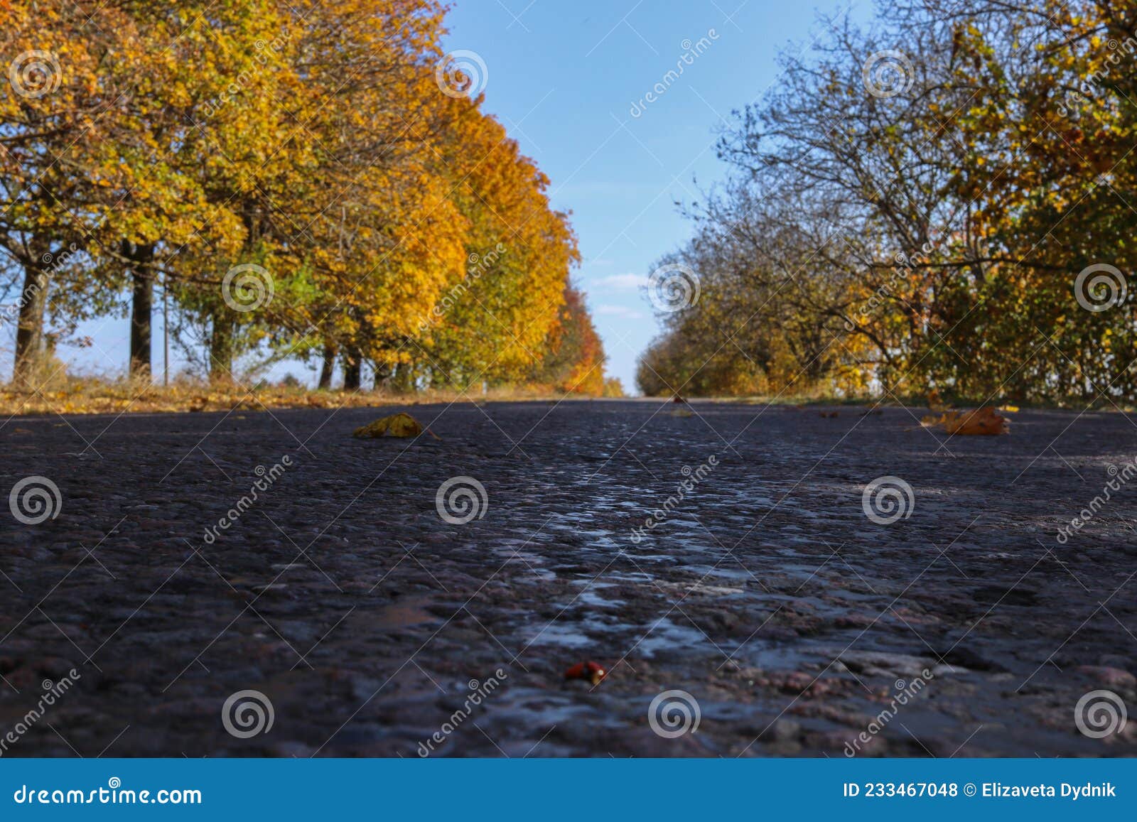 The Road Leading into the Distance with Yellow Trees on the Roadsides ...