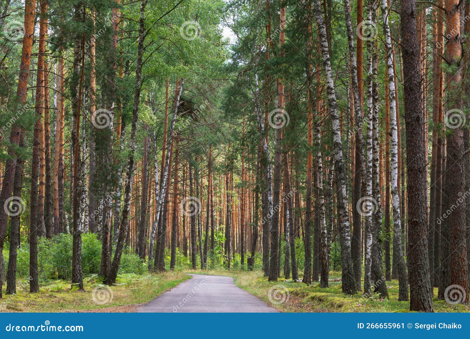Road Leading into the Forest of Mixed Trees, Forest Background Stock ...