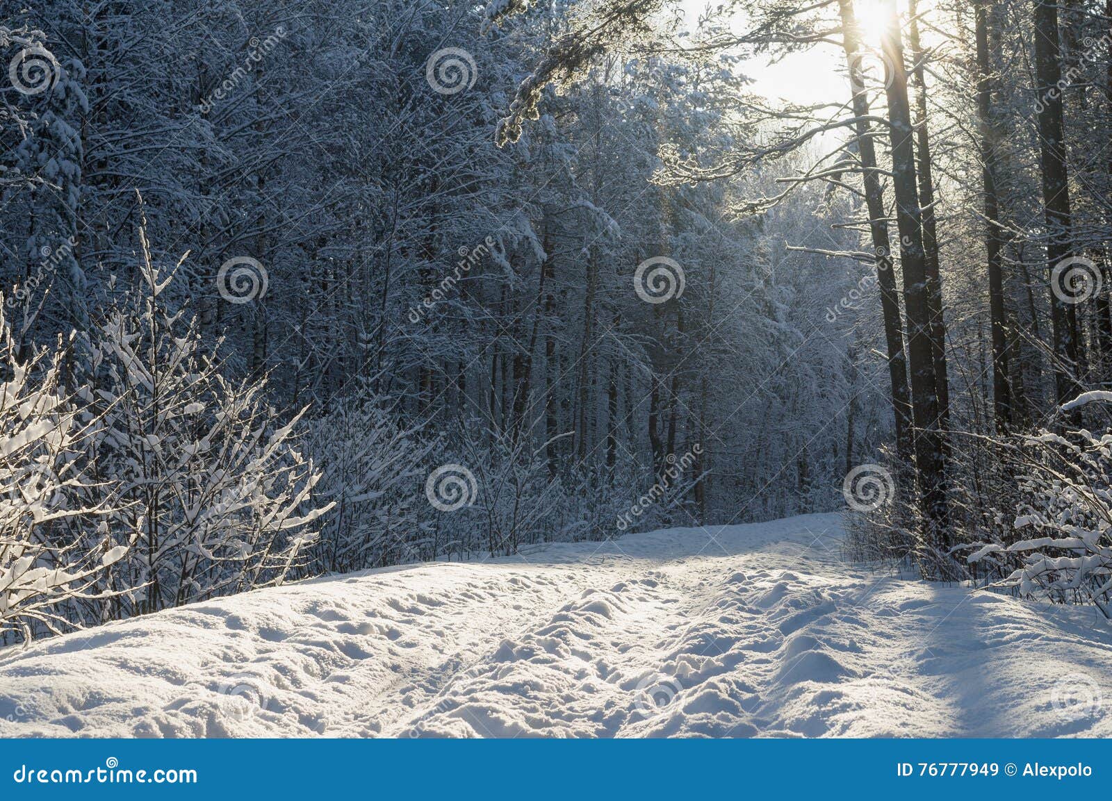 Road Leading through Magic Snowy Forest Stock Image - Image of outdoor ...