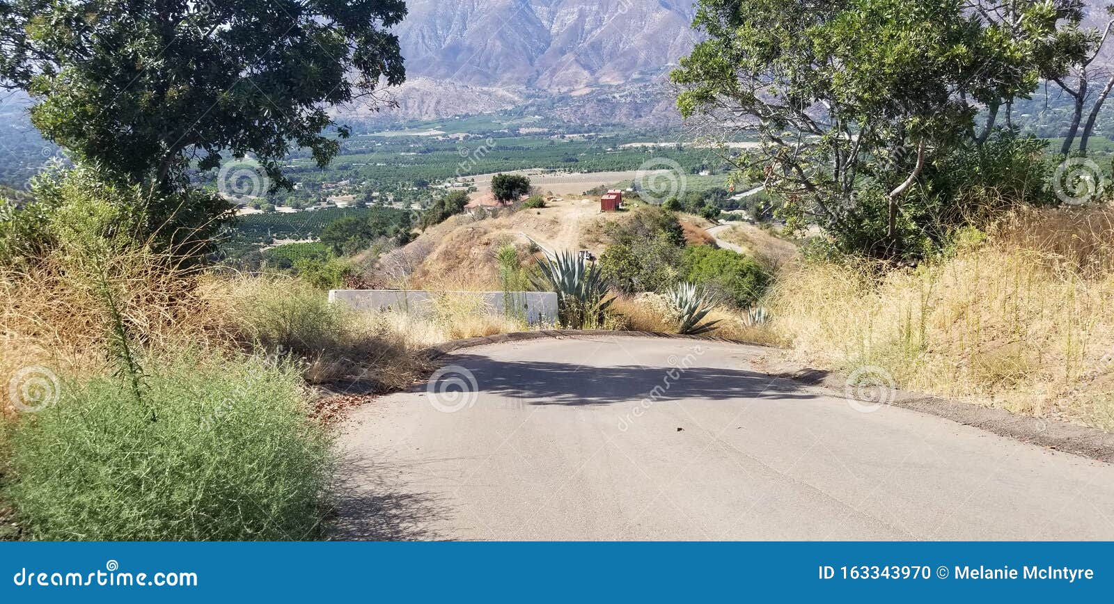 Road leading nowhere stock photo. Image of forest, plant - 163343970