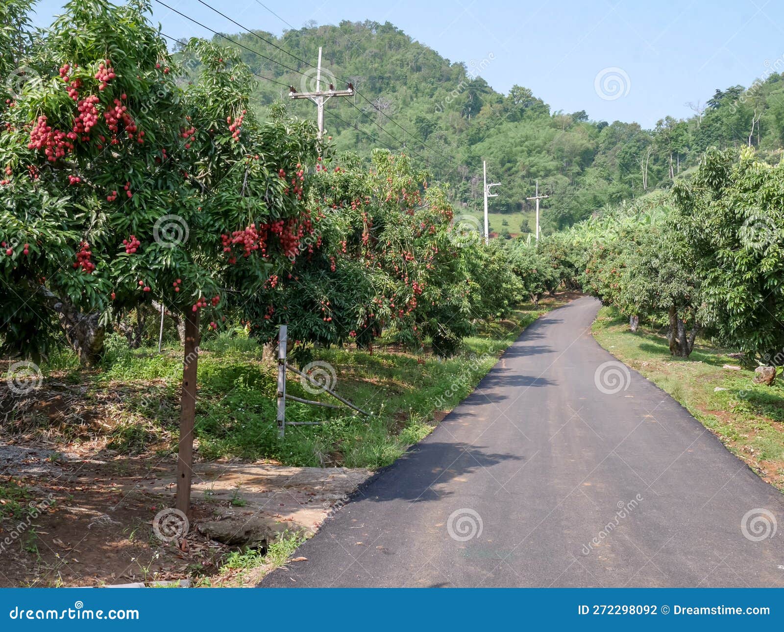 Lychee Trees Are Growing Full Of Green Leaves.Close-up Lychee On Tree ...