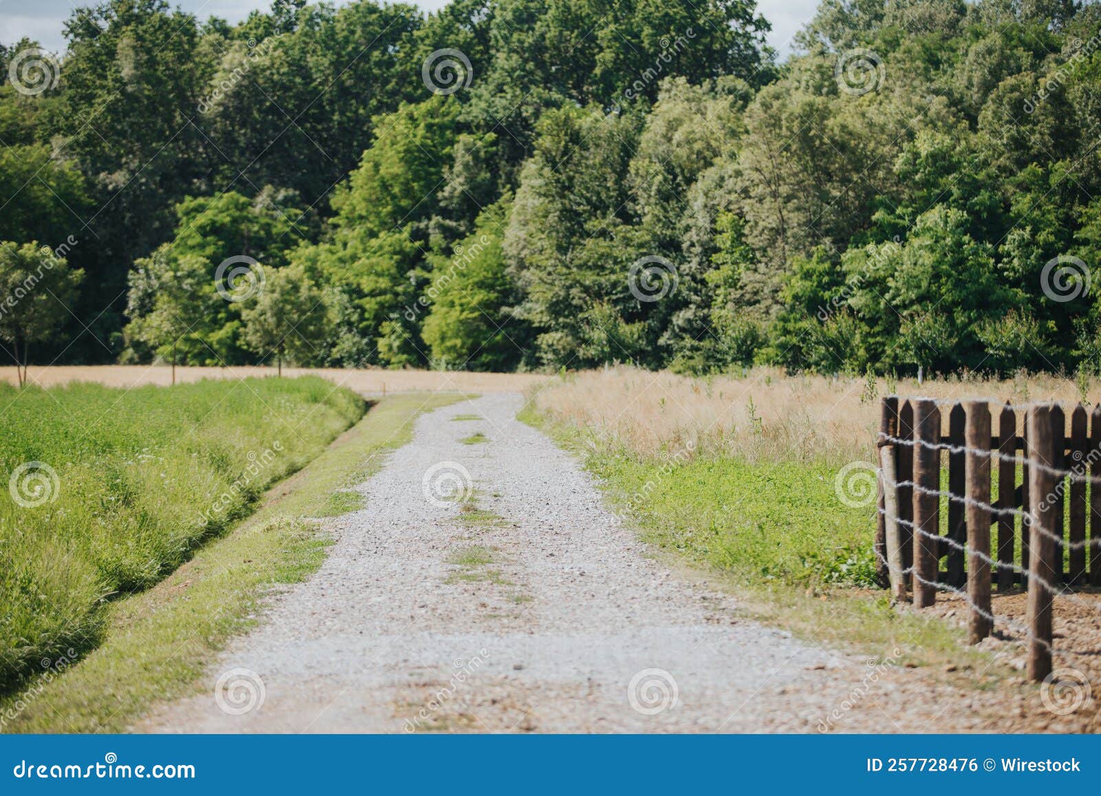 Road Leading To the Forest through Fields Stock Photo - Image of fields ...