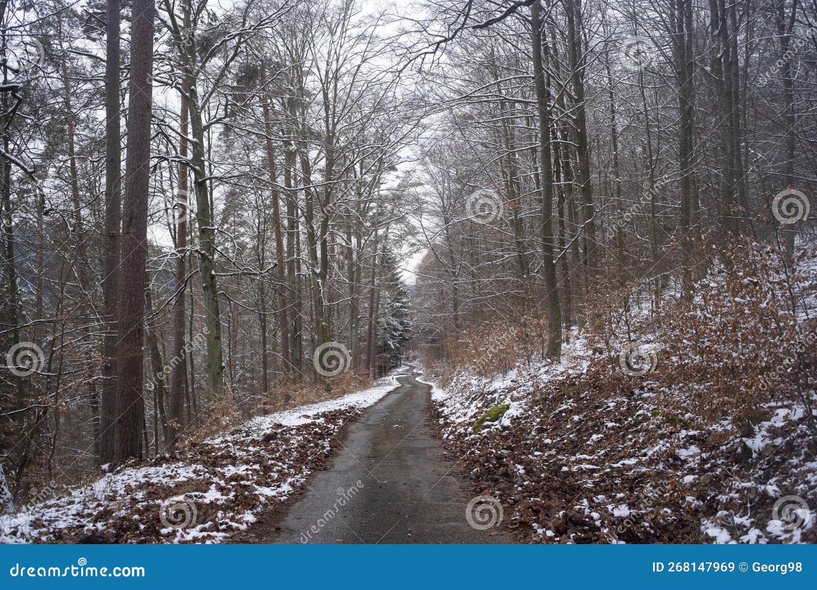 Path through Winter Forest with Snow and Trees Stock Image - Image of ...