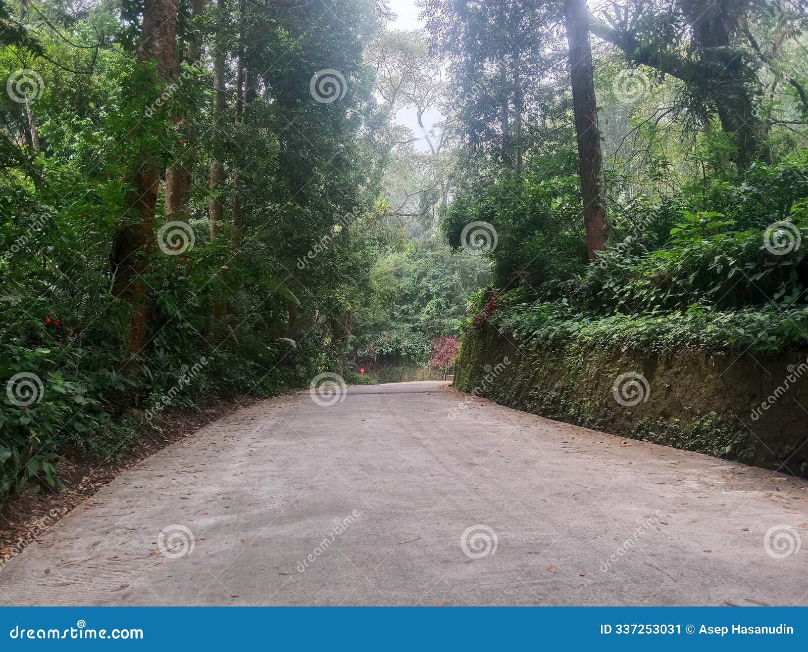 The Road on the Left and Right Has Dense Trees Stock Image - Image of ...