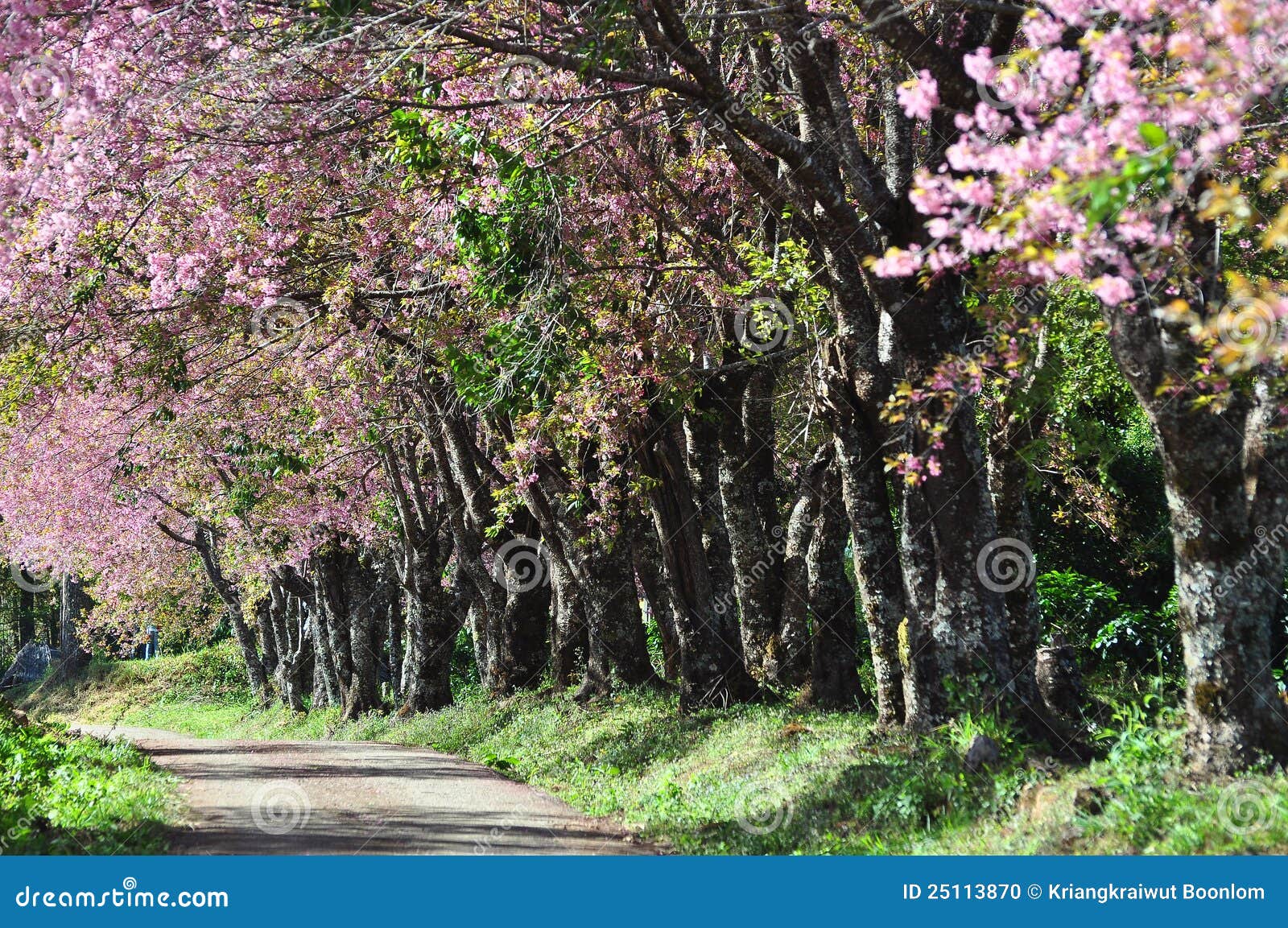 The Road and Line of Cherry Blossom Tree Stock Photo - Image of pink ...