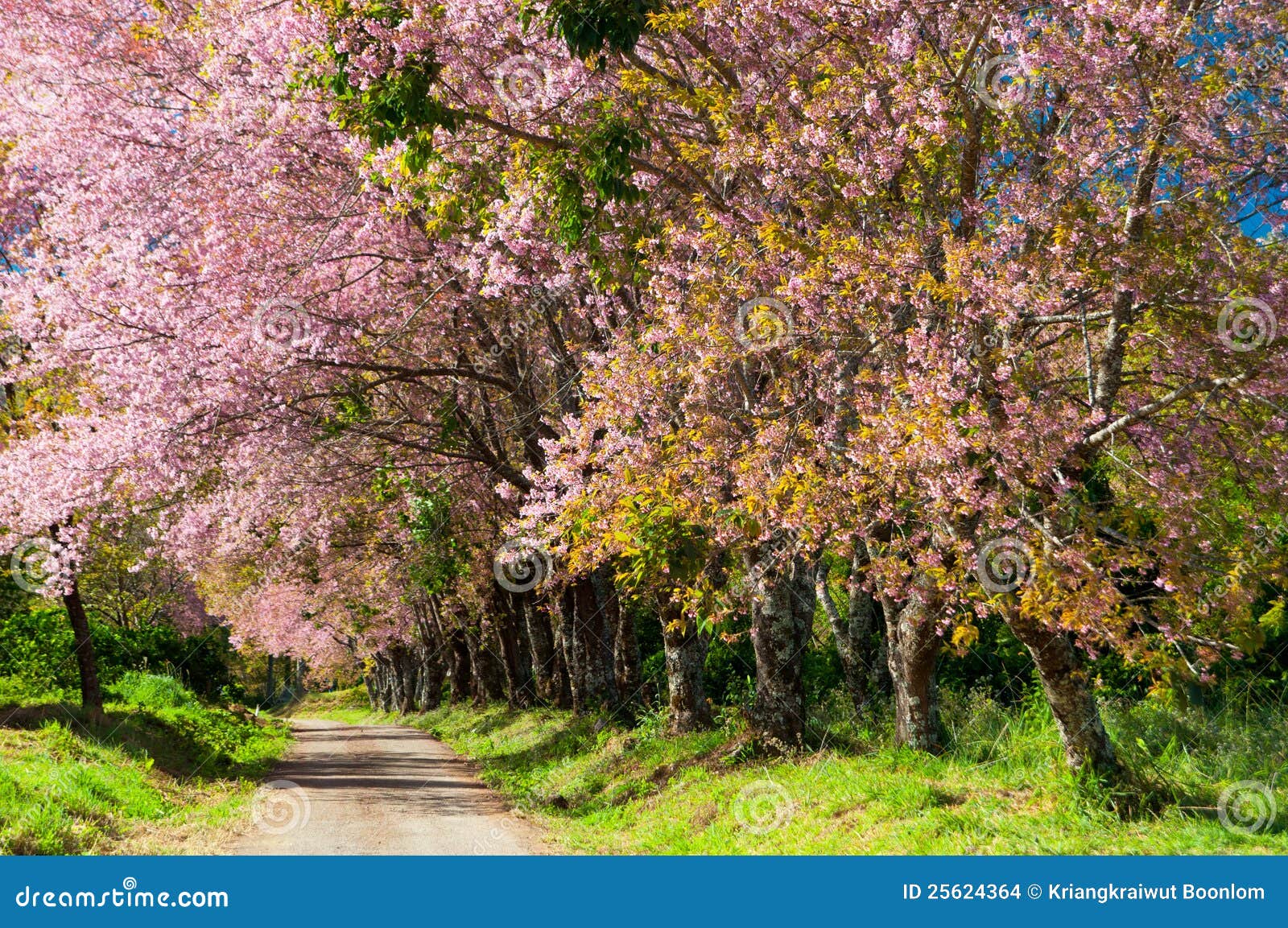 The Road and Line of Pink Blooming Flower Trees Stock Photo - Image of ...