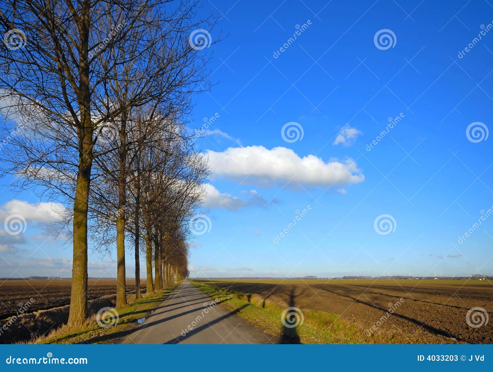 Road and line of trees stock image. Image of alley, line - 4033203