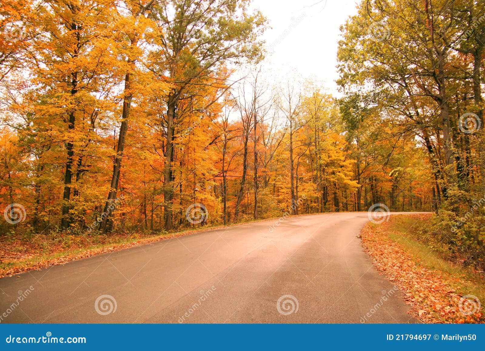 Road Lined with Autumn Trees Stock Image - Image of highway, leaf: 21794697